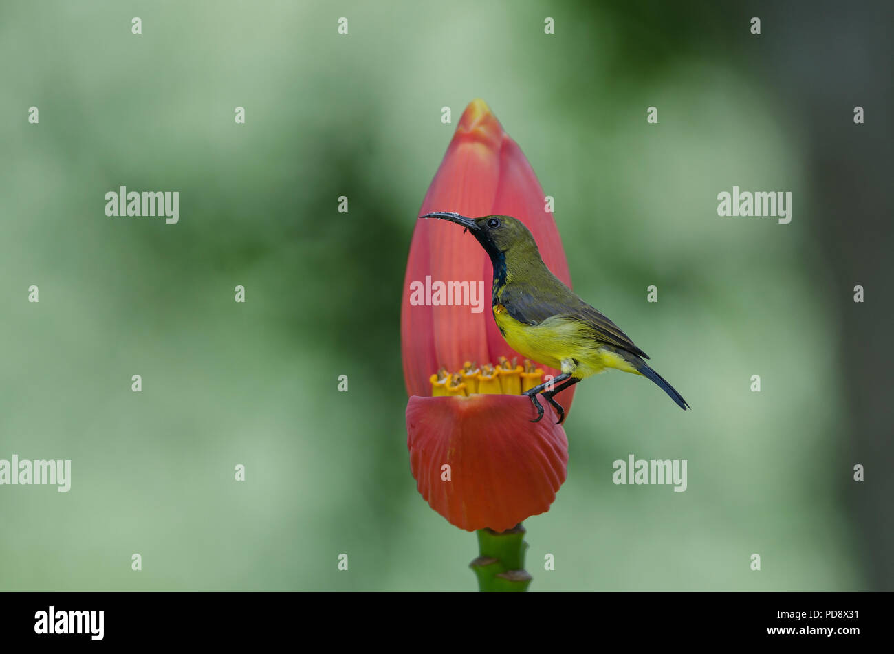 Olive-backed Sunbird or Yellow-bellied sunbird on a flower of the ...