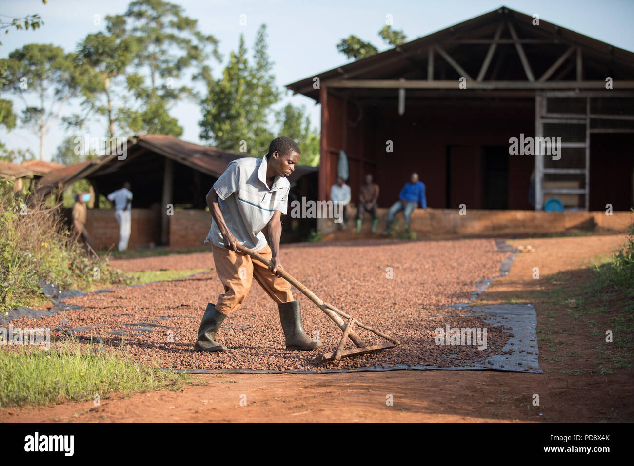 Cocoa beans fermenting hi-res stock photography and images - Alamy