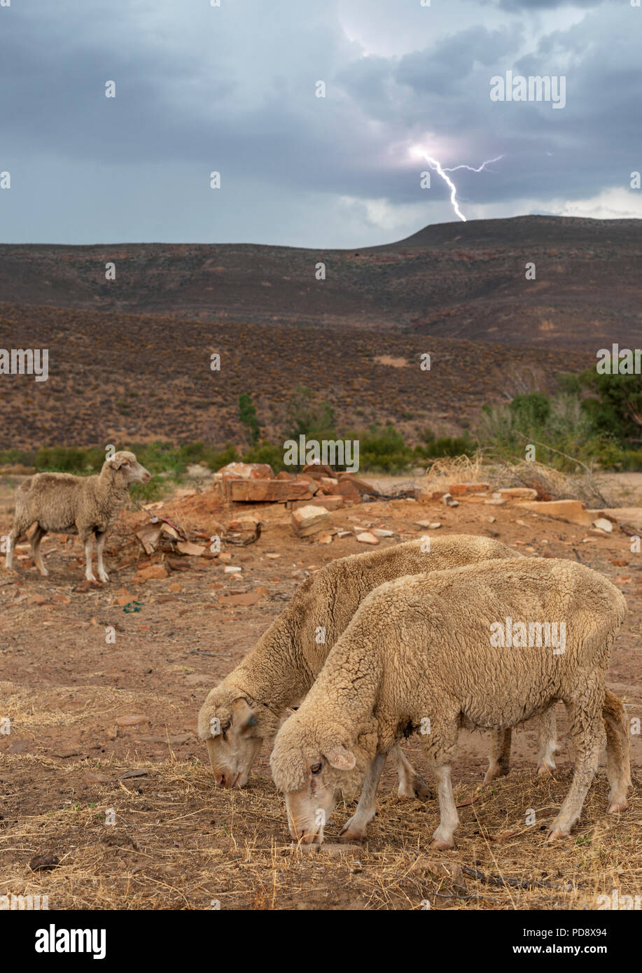 Sheep grazing during a lightning storm on a farm in the Cederberg ...