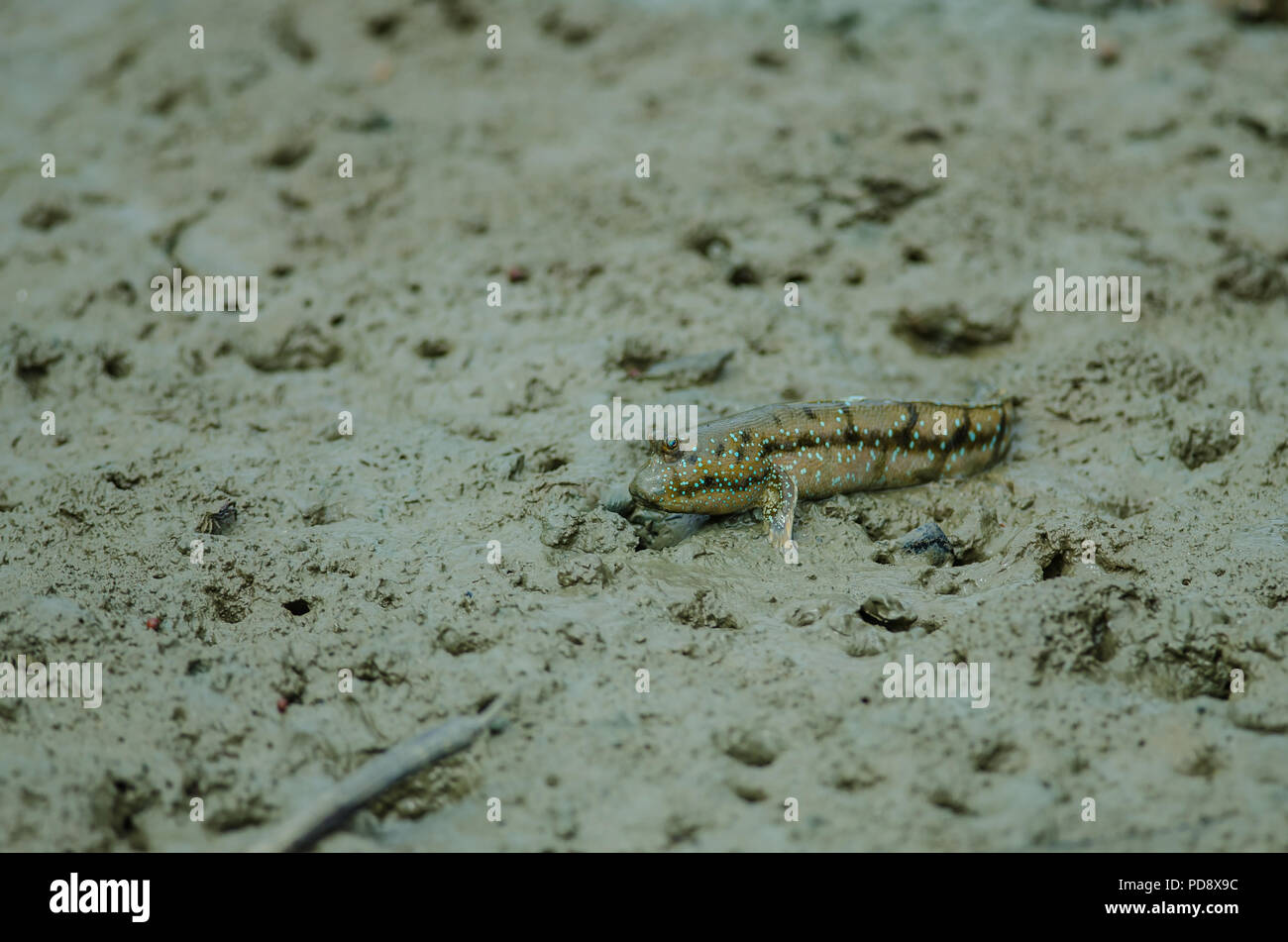 Blue spotted mudskipper fish on open mudflat, mangrove forest Thailand ...