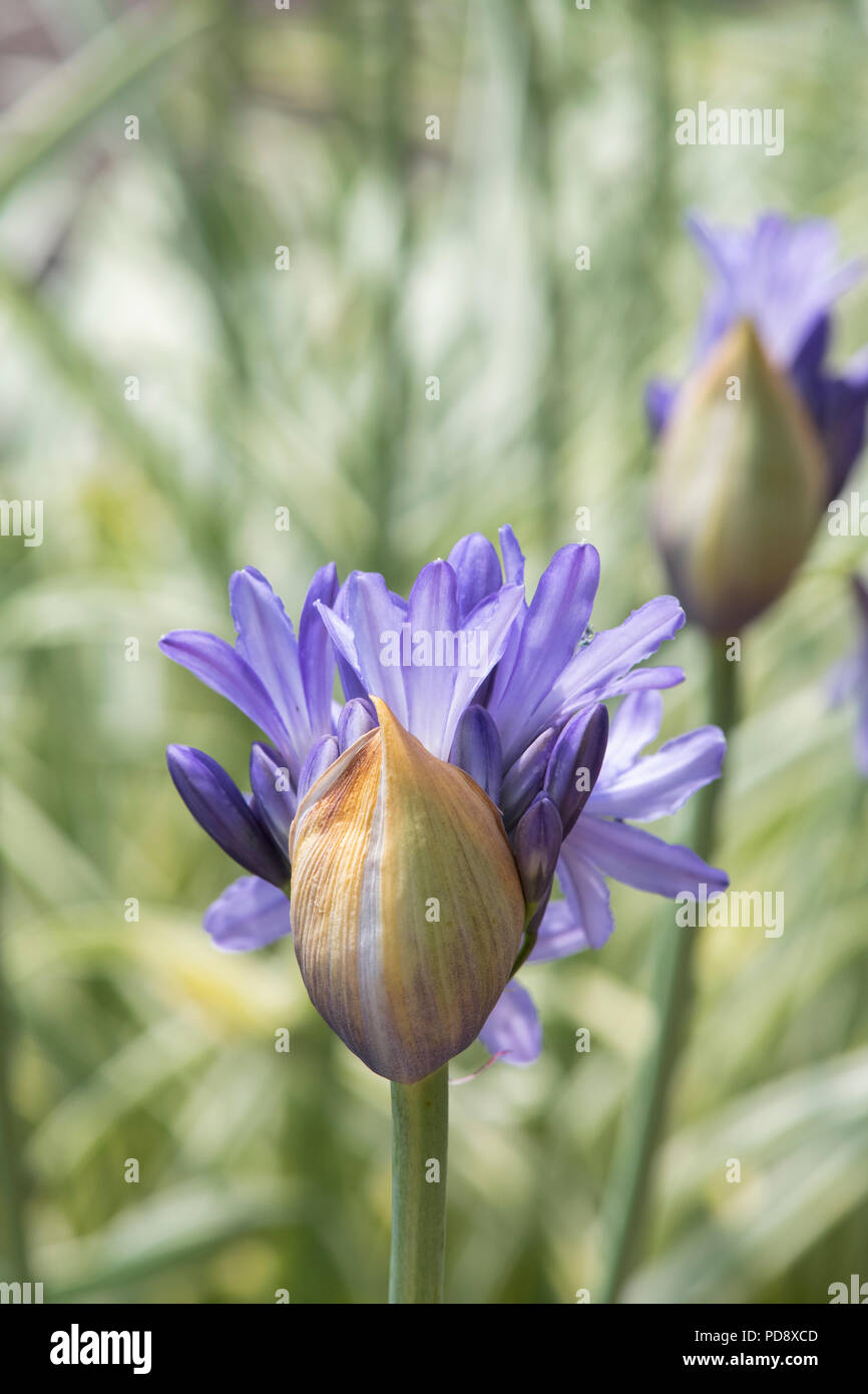 Bud Shaped Flowers High Resolution Stock Photography and Images - Alamy