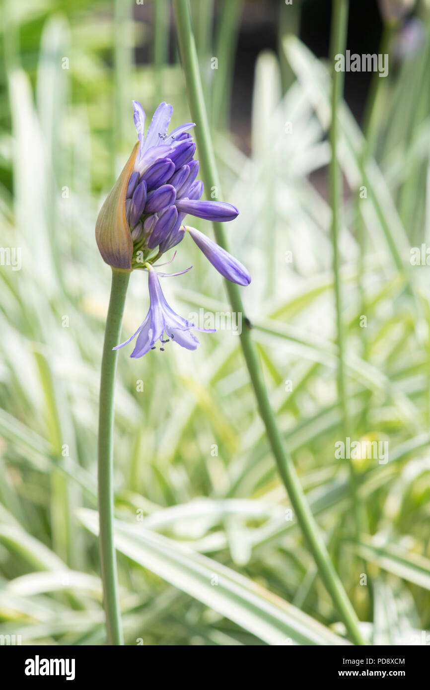Bud Shaped Flowers High Resolution Stock Photography and Images - Alamy