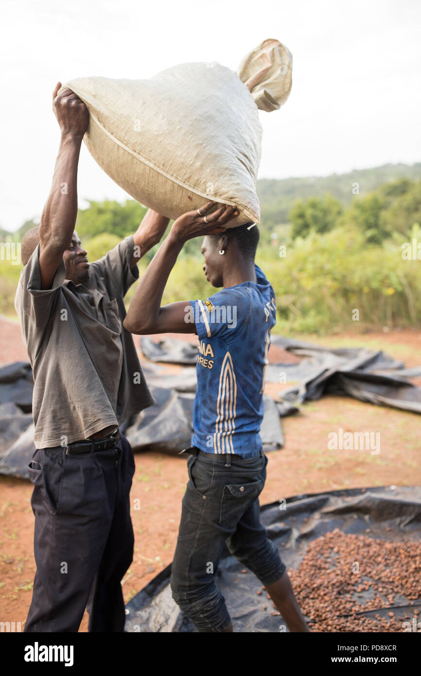 Workers lift a heavy sack of cocoa beans together at a cocoa bean ...