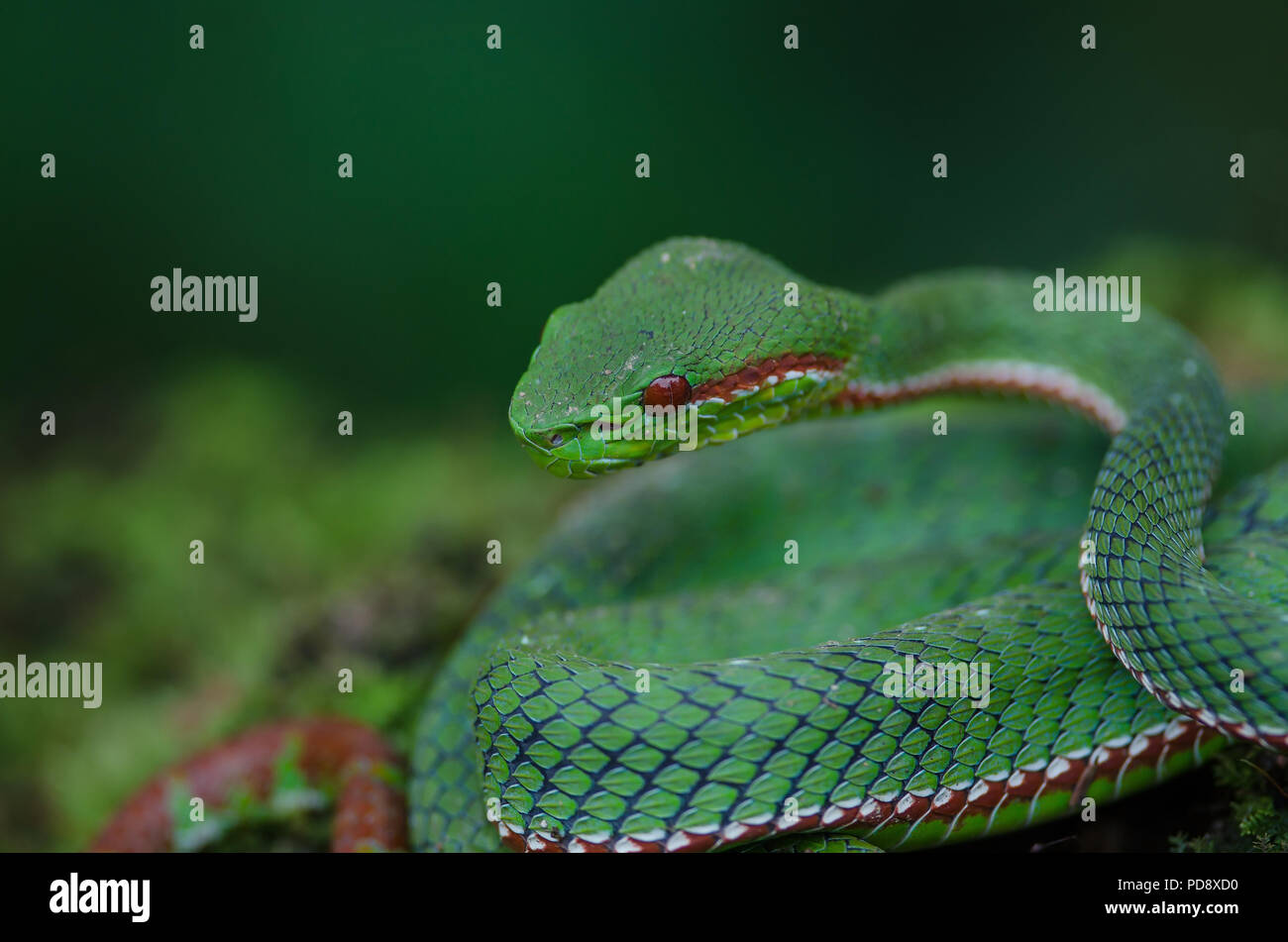Pope's Green Pitviper snake (Trimeresurus [Popeia] popeiorum) in forest ...