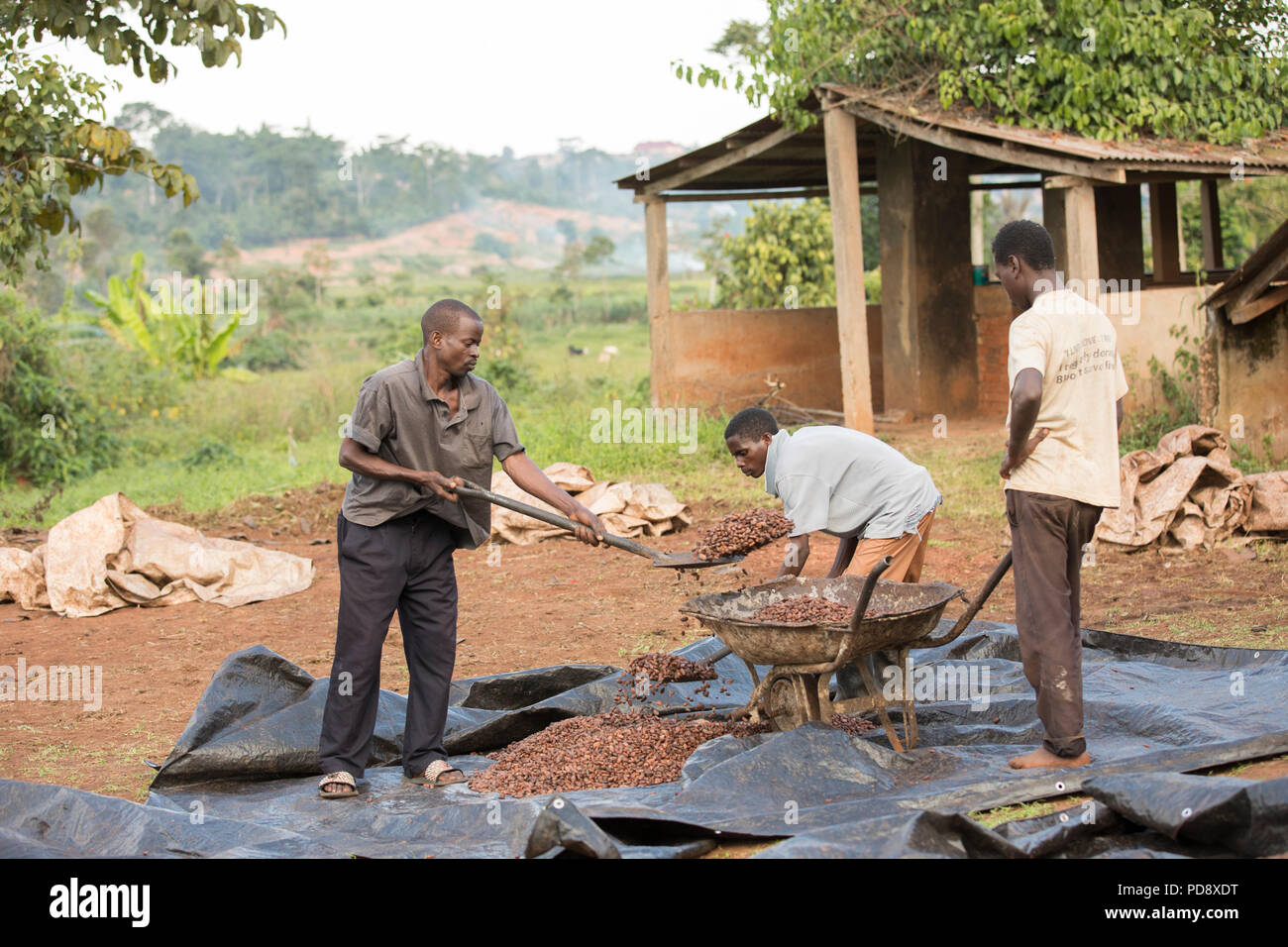 Workers process fermented cocoa beans together at a chocolate ...