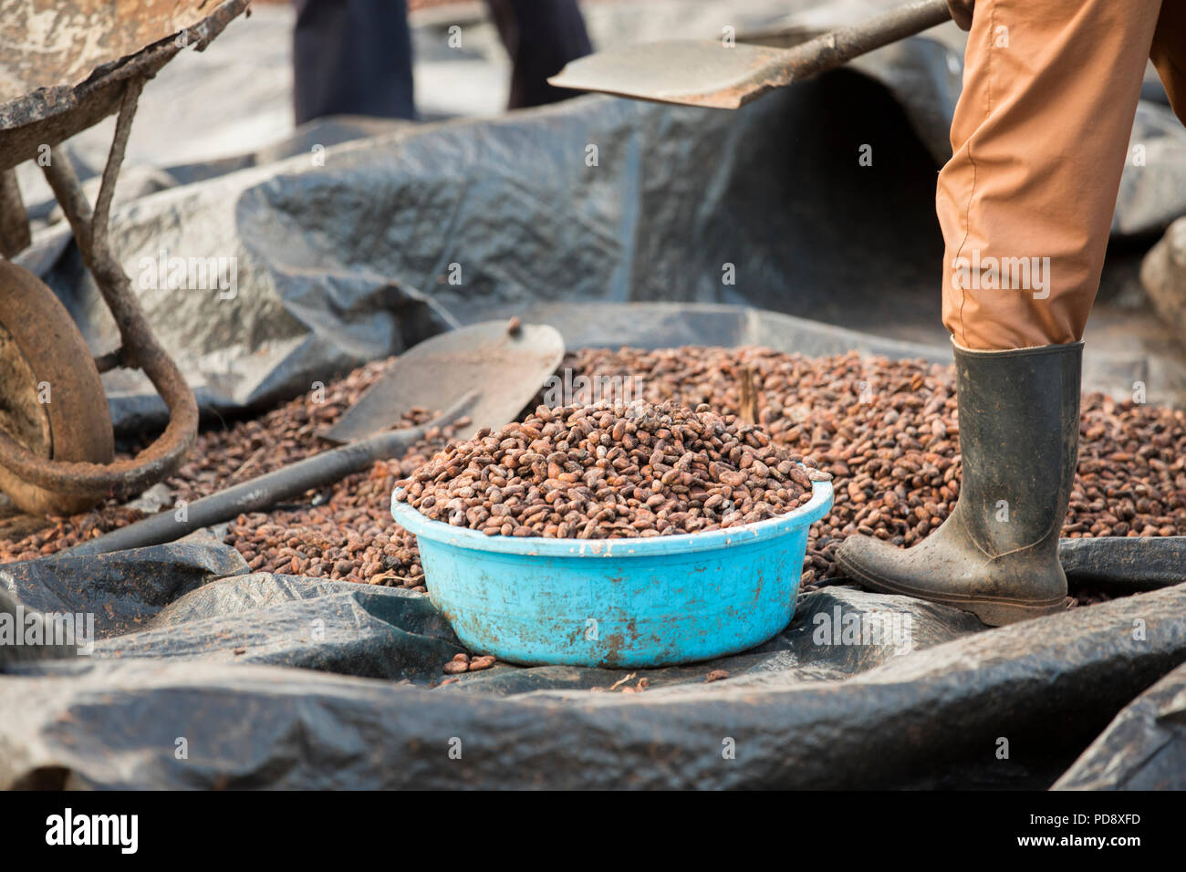 Workers process fermented cocoa beans together at a chocolate ...