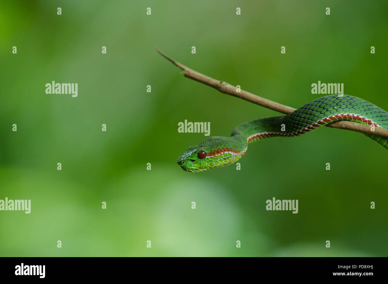 Popeia popeiorum hi-res stock photography and images - Alamy