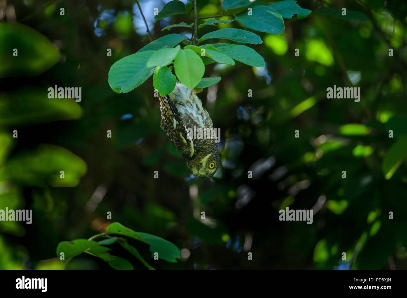 Asian Barred Owlet hanging under a tree branch in nature Thailand ...