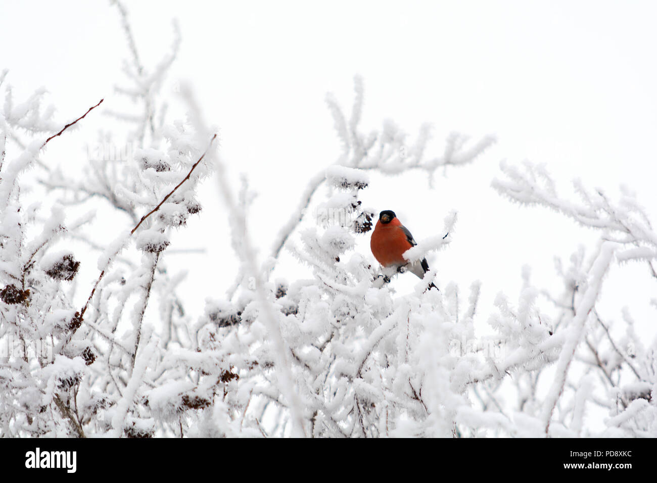 Isolated bullfinch with red plumage hi-res stock photography and images ...