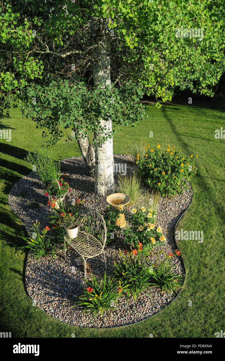 Aspen Trees Planting Back Yard