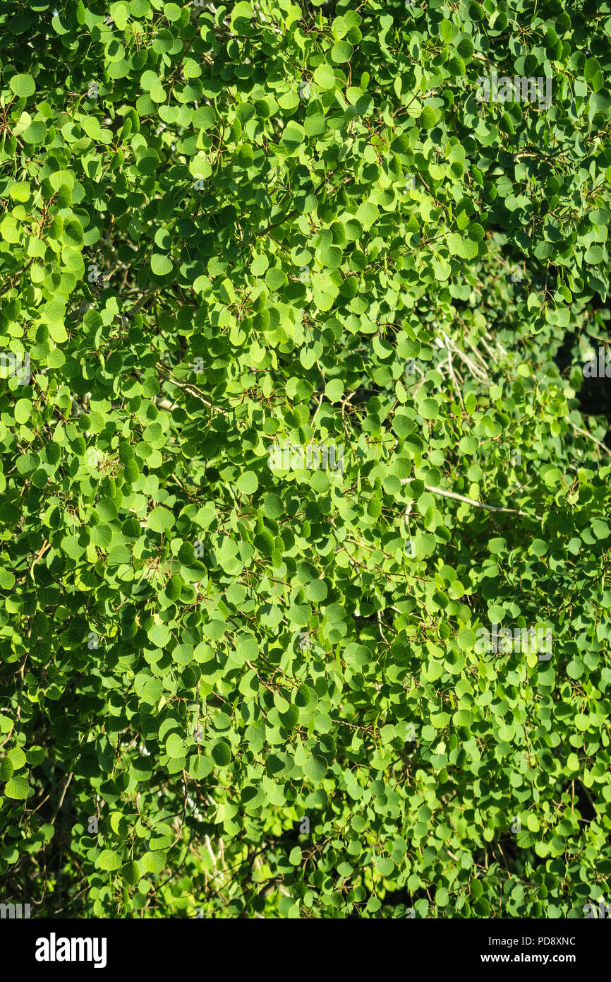 Shiny Leaves of an Aspen Tree in the Summertime, Montana, USA Stock ...