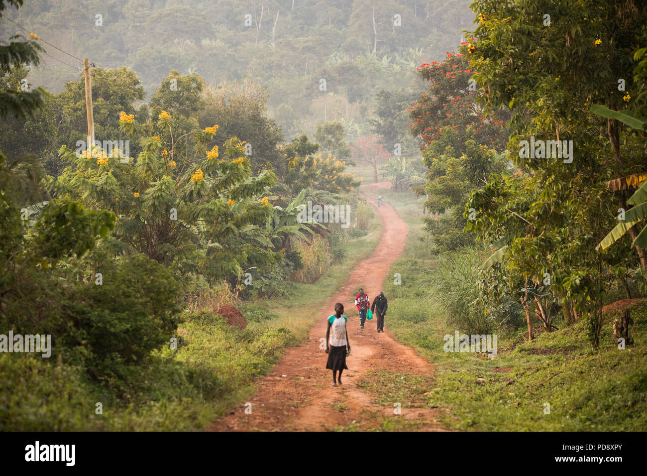 Tree plantations hi-res stock photography and images - Alamy