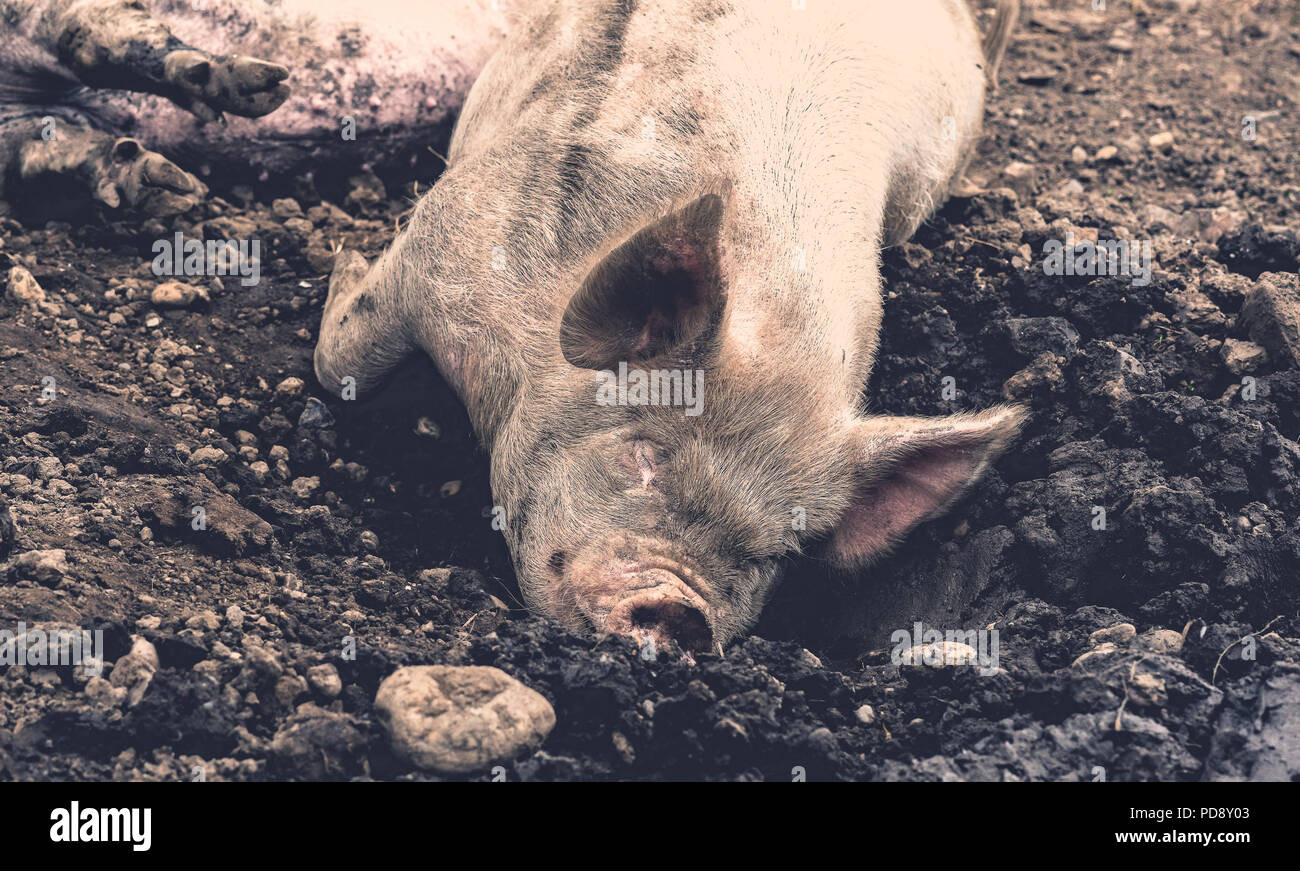 Happy as a pig in muck! Close up of one relaxed chilled out pig lying ...