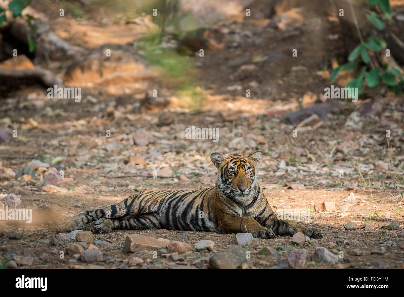 Female tiger roaring hi-res stock photography and images - Alamy