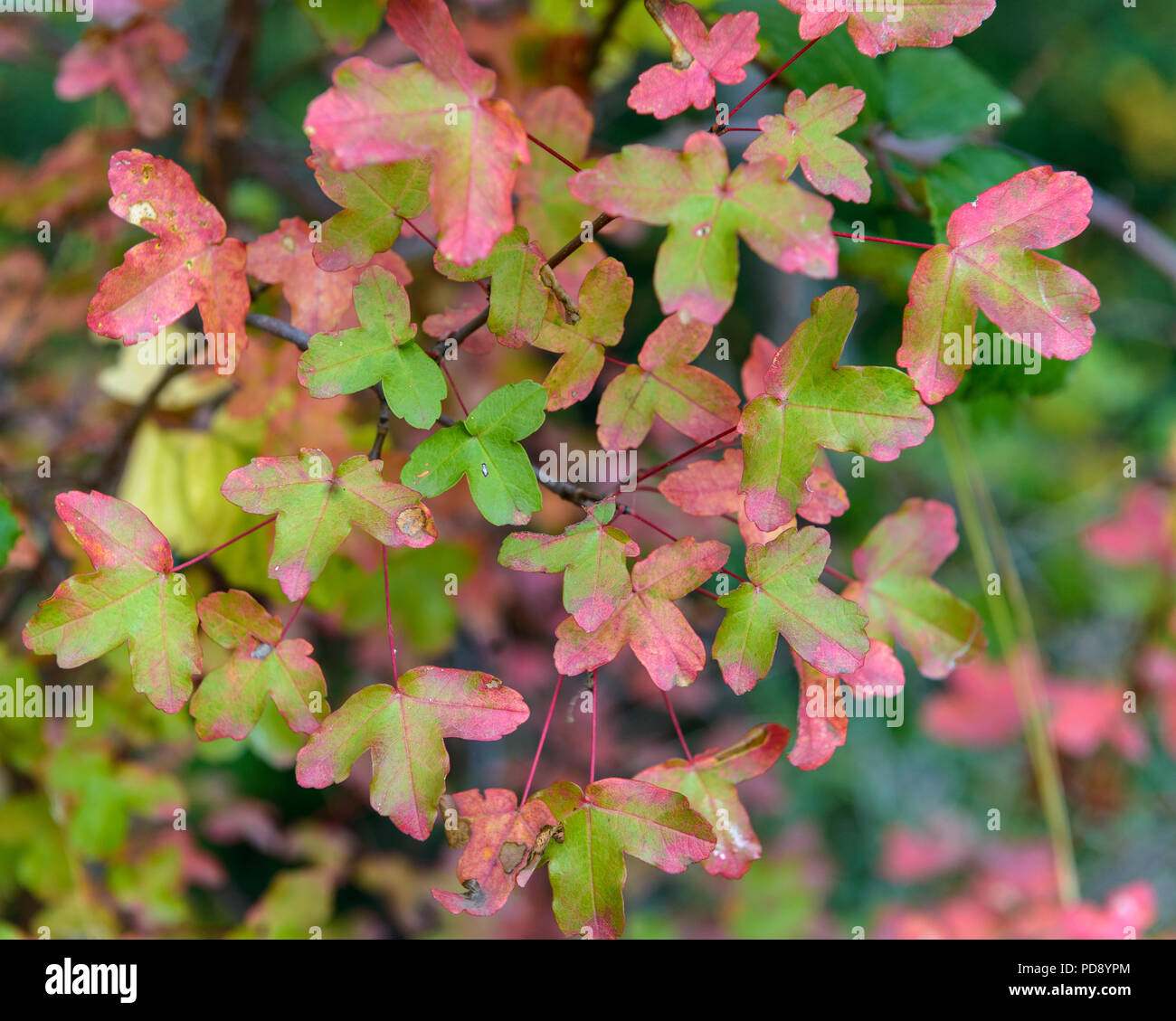 Beautiful multi colored leaves on tree hi-res stock photography and ...