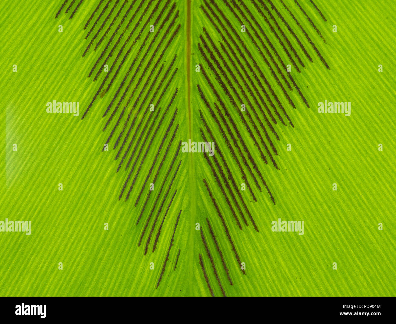 Tree pollen spores hi-res stock photography and images - Alamy