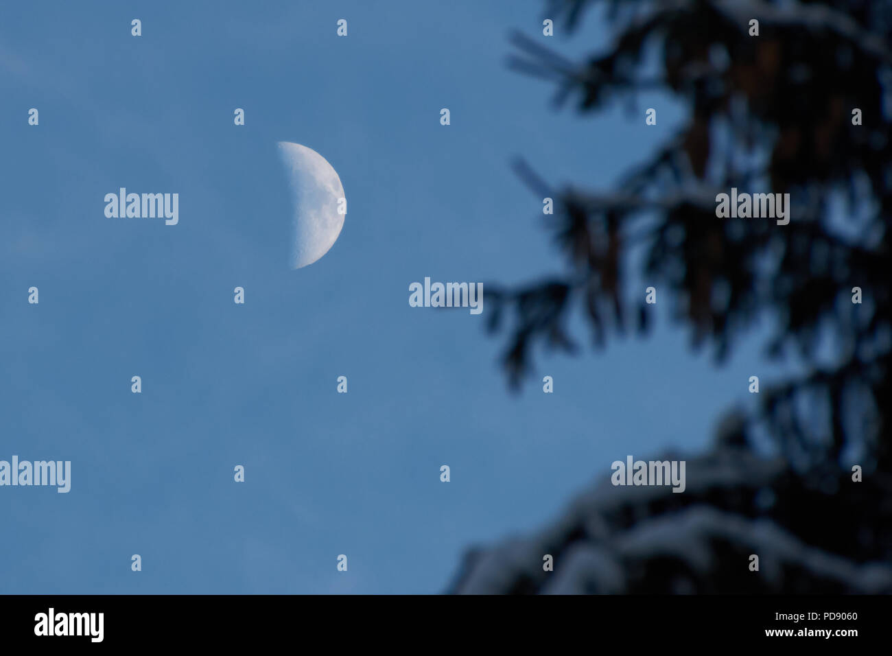 Moon between tree hi-res stock photography and images - Alamy