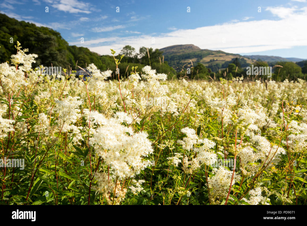 Meadowsweet, Filipendula ulmaria and other wild flowers growing in ...