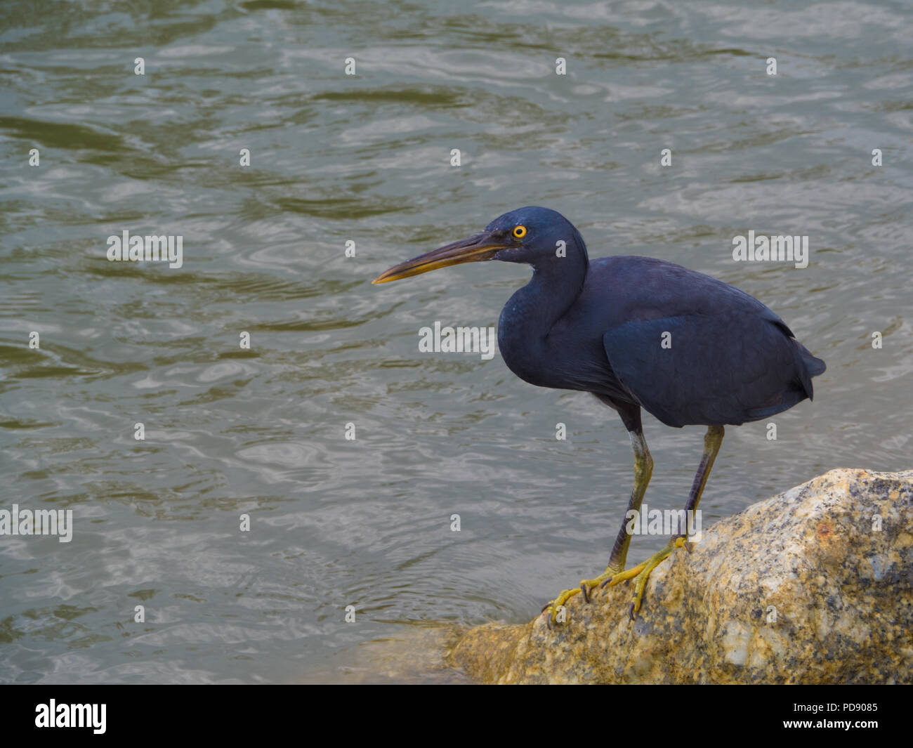 little blue heron bird Stock Photo - Alamy