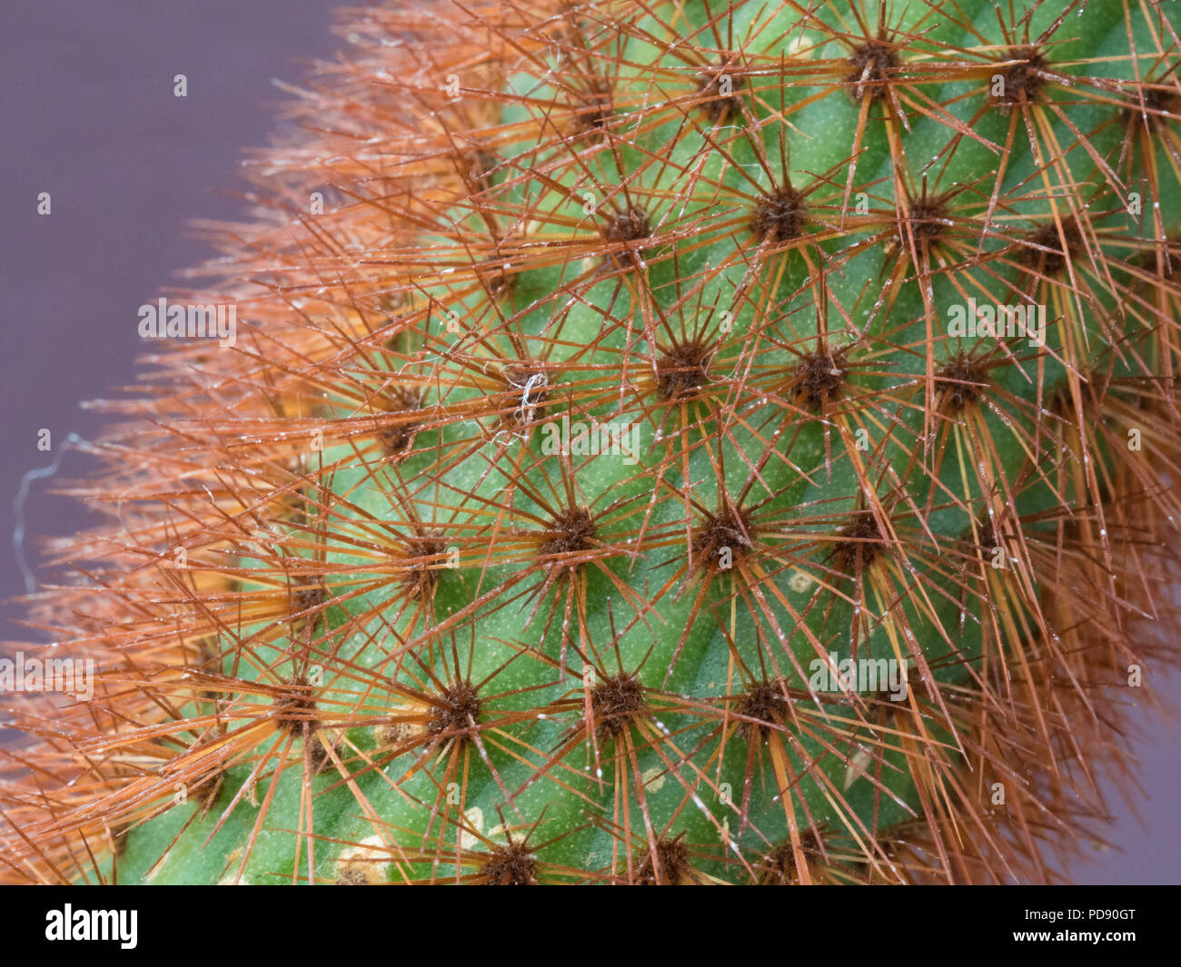 Cactus Plant Close Up Stock Photo - Alamy