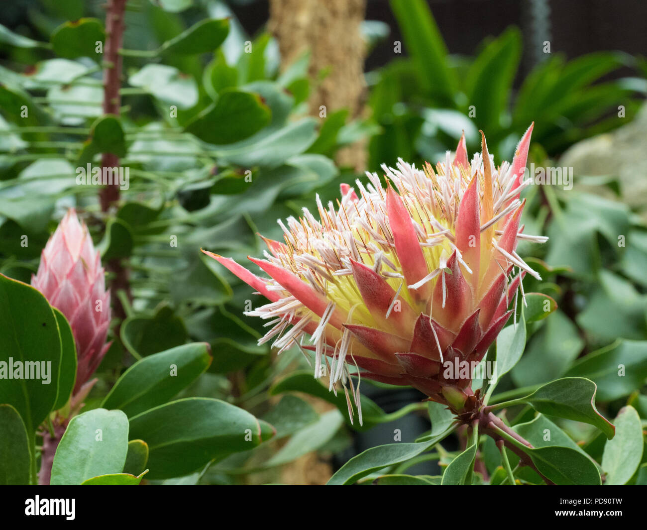 Giant Protea Flower Stock Photo - Alamy