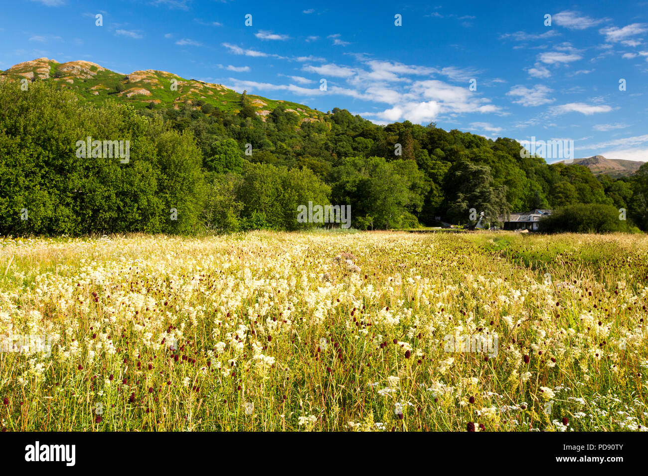 Sanguisorba officinalis uk meadow hi-res stock photography and images ...
