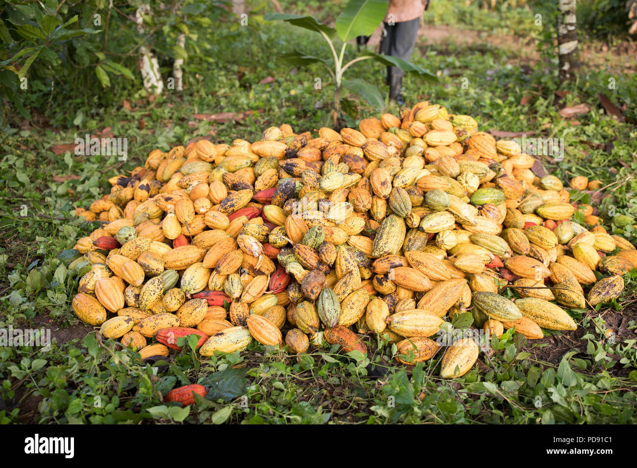 Cocoa Beans In Field