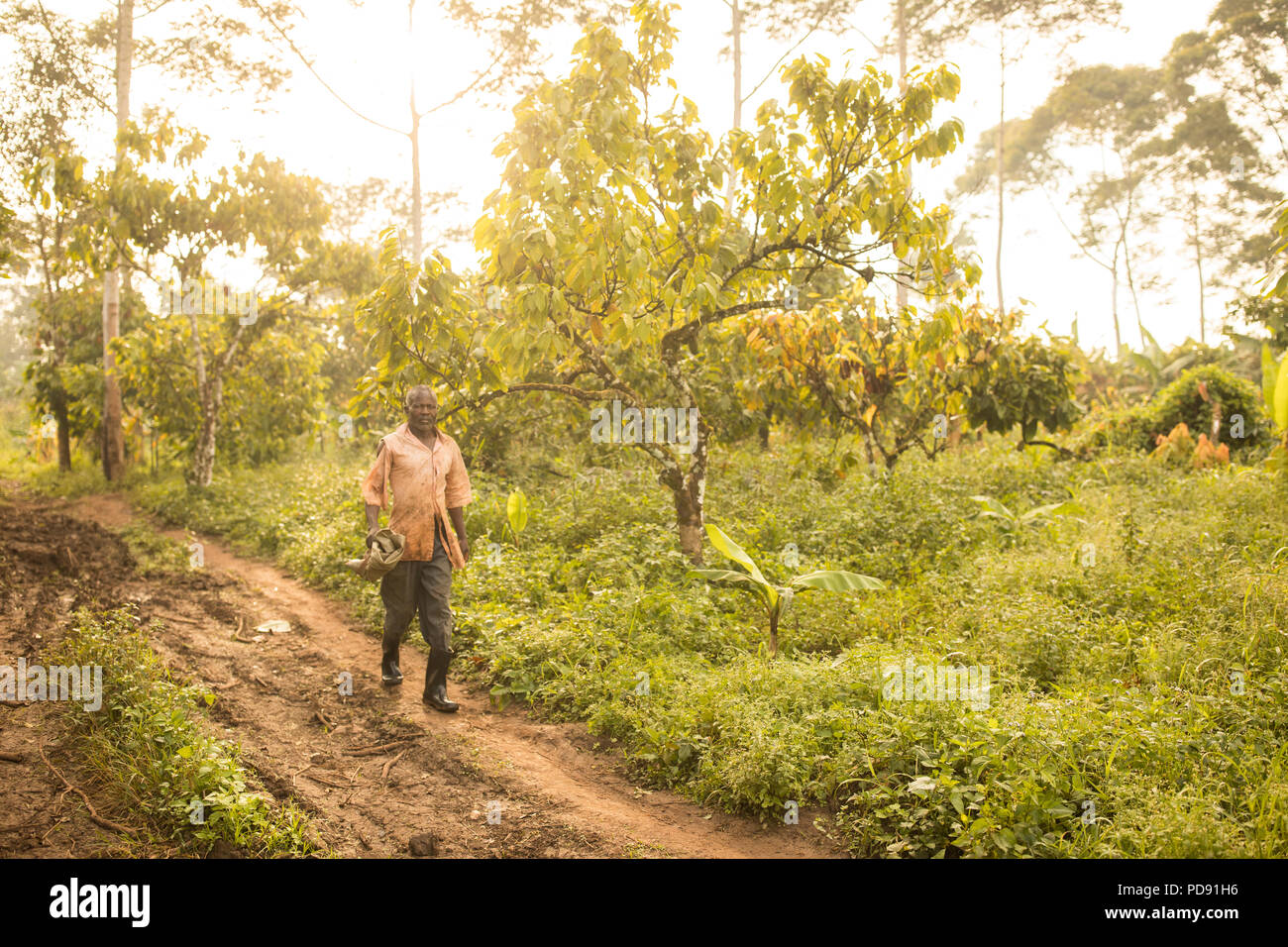 Grove workers hi-res stock photography and images - Alamy