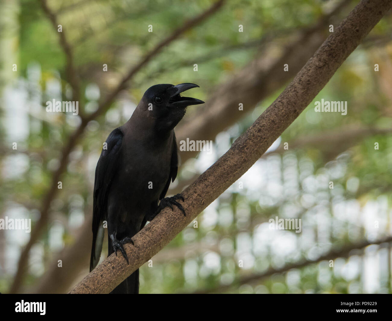 Strong black bill hi-res stock photography and images - Alamy