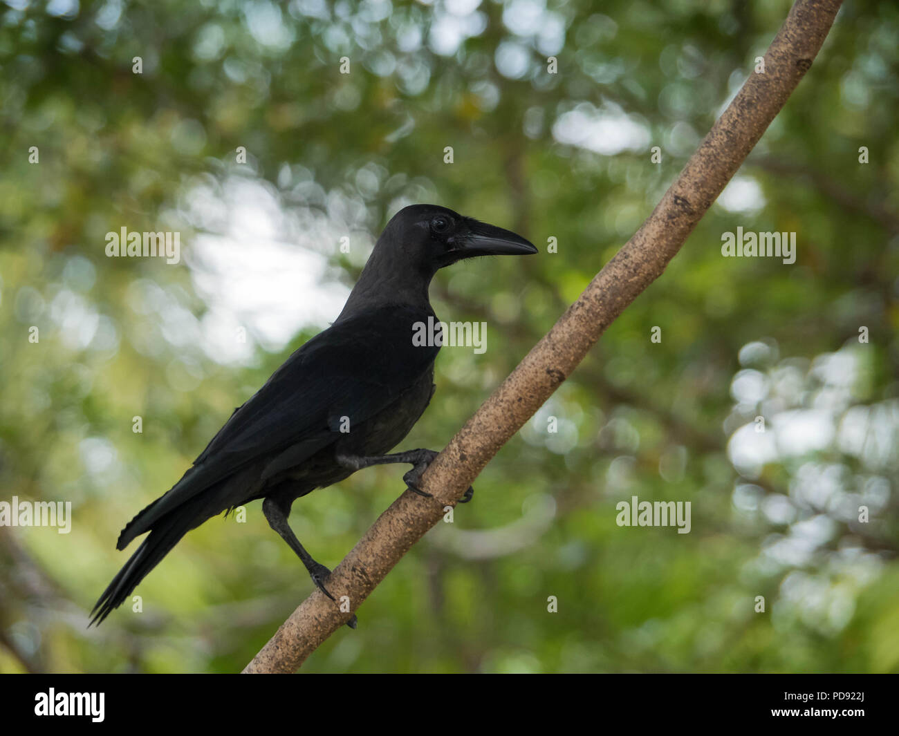 House crow hi-res stock photography and images - Alamy