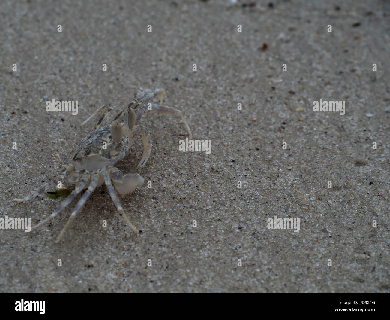 Crab texture hi-res stock photography and images - Alamy