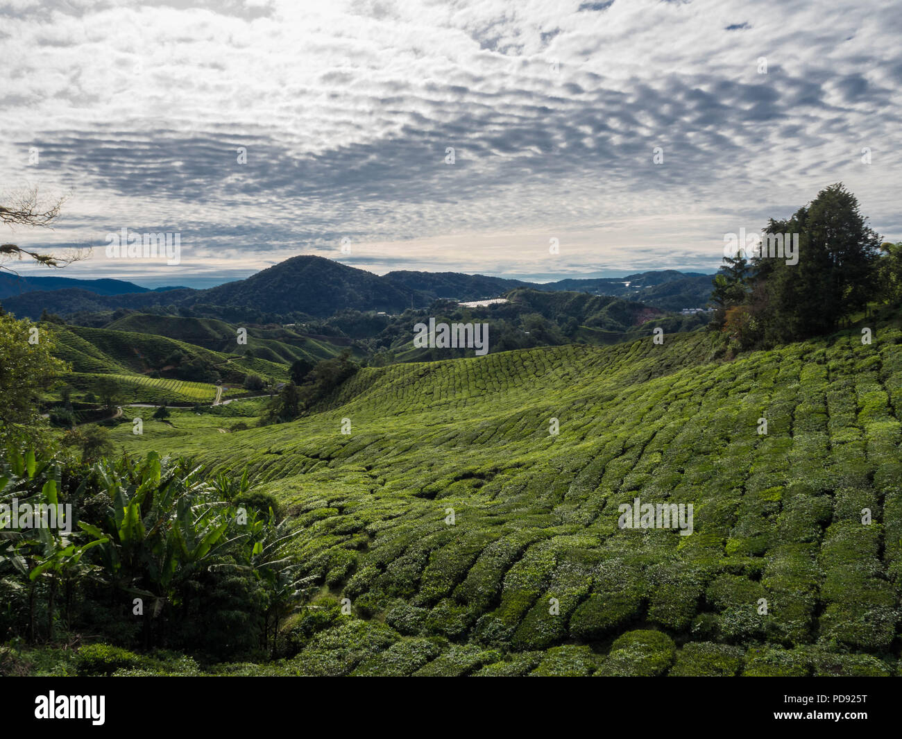 Tea Plantation Cameron Highlands Stock Photo - Alamy