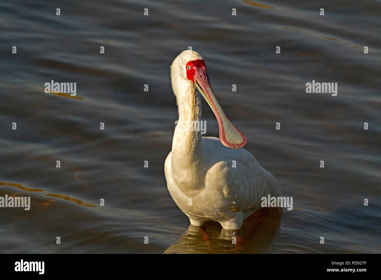 Spoonbill fish hi-res stock photography and images - Alamy