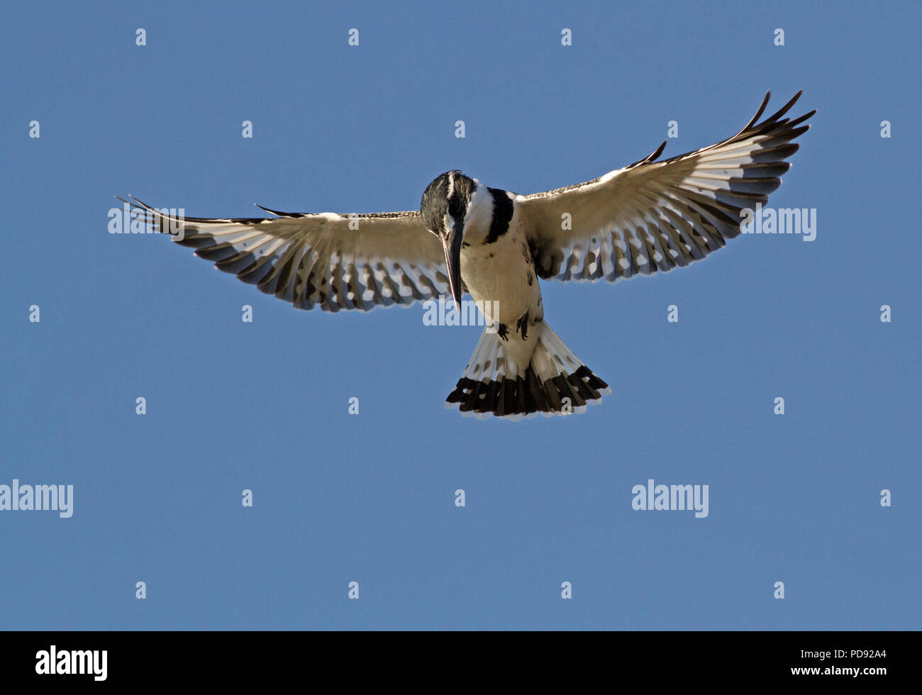 Birds bird hovering hi-res stock photography and images - Alamy