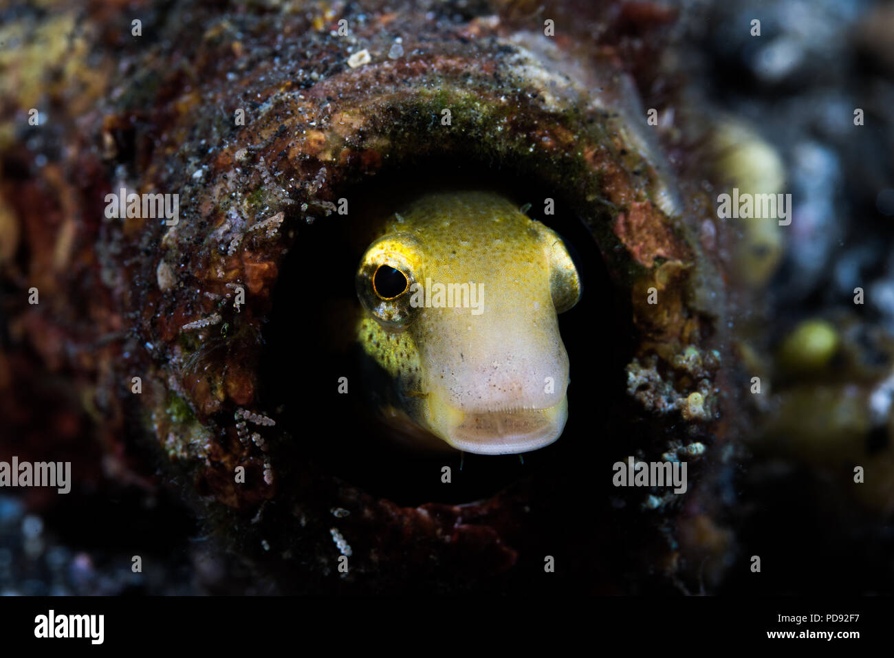Yellow Fish in a Bottle Stock Photo - Alamy