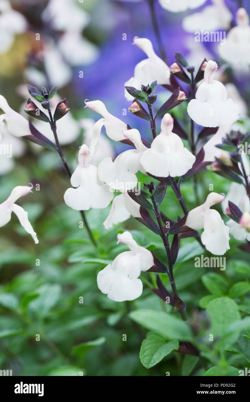 Salvia 'Heatwave Glimmer' flowers Stock Photo - Alamy
