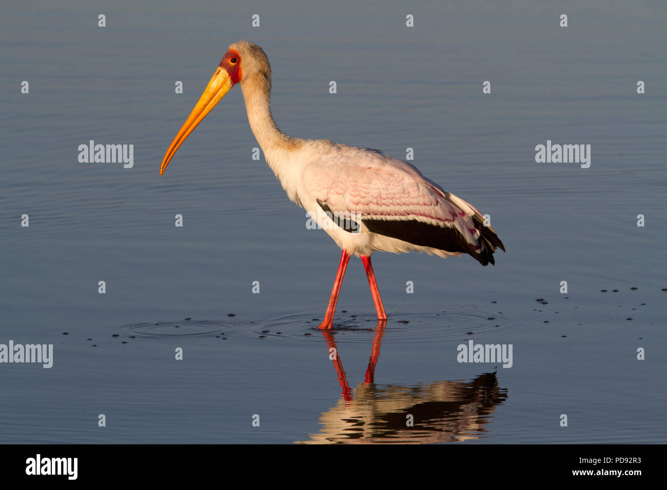 Stork water kruger national park south hi-res stock photography and ...