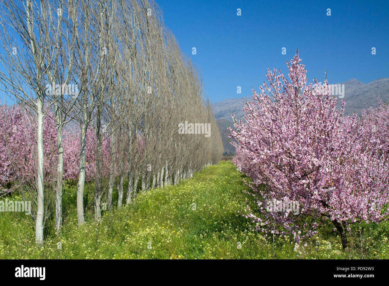 Peach Trees in orchards Stock Photo - Alamy