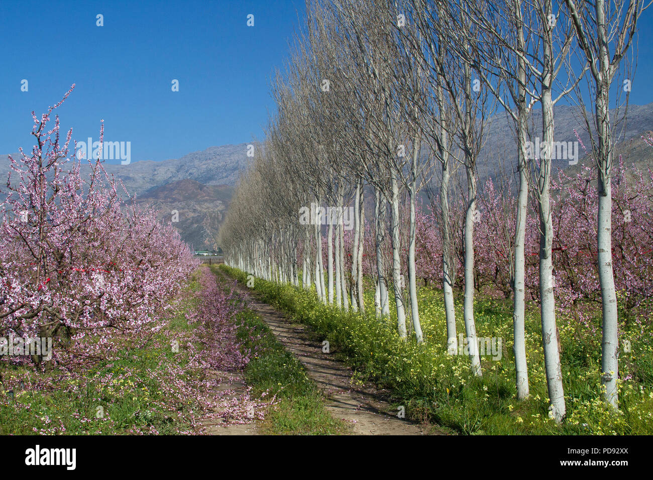 Peach Orchards with wind breaker trees Stock Photo - Alamy