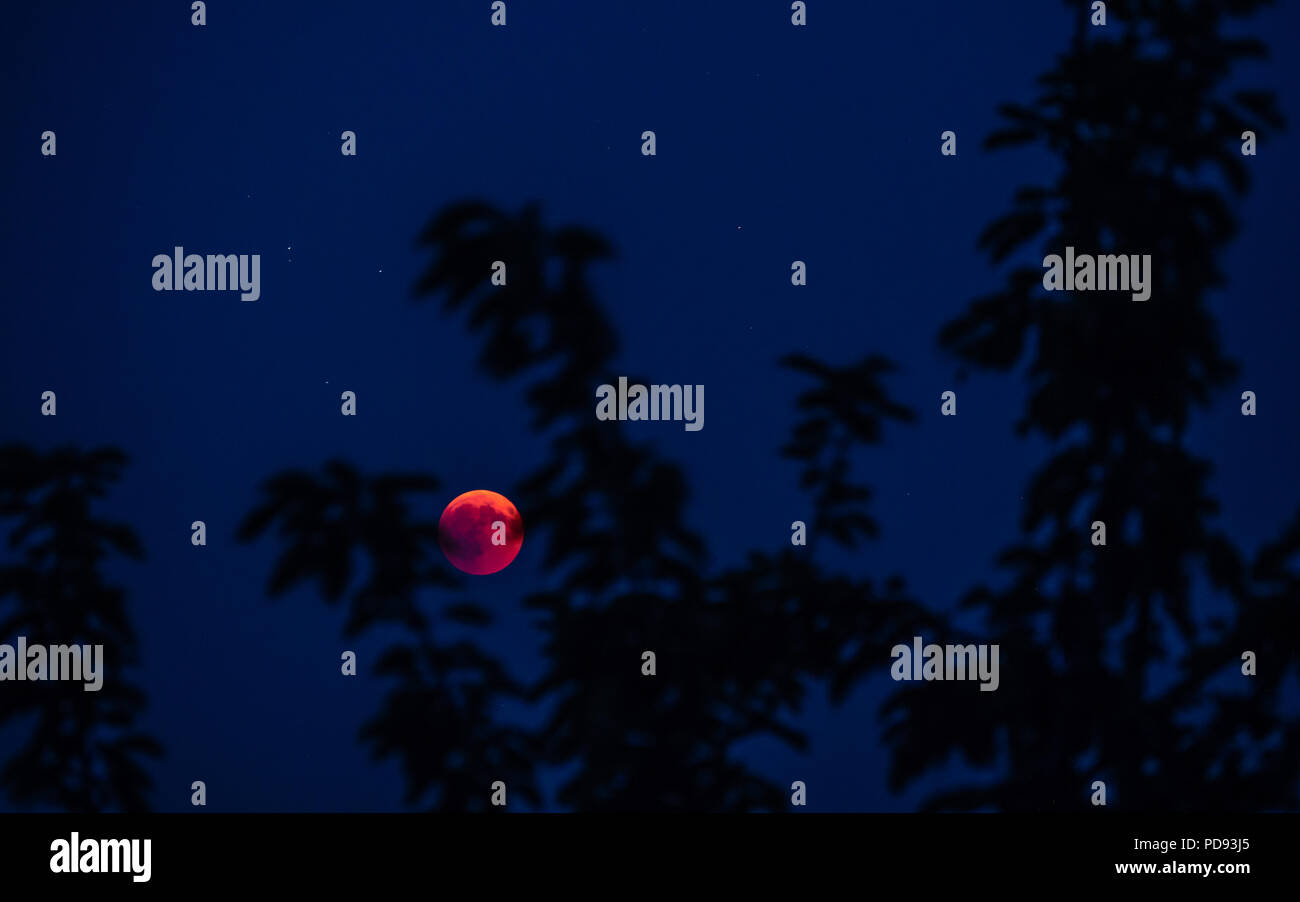 red full moon seen behind tree blood moon from 2018 switzerland Stock ...