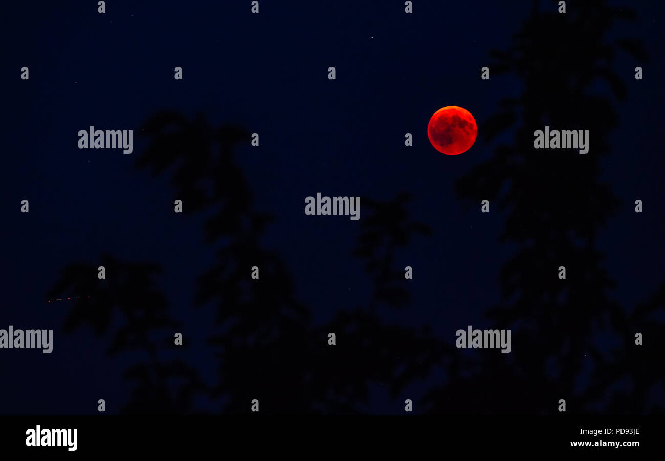 red full moon seen behind tree blood moon from 2018 switzerland Stock ...