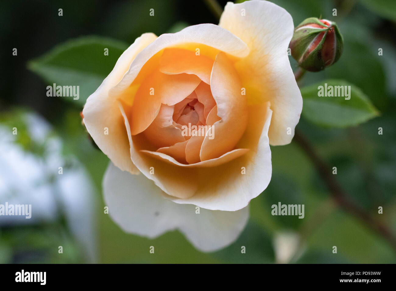 Apricot roses hi-res stock photography and images - Alamy