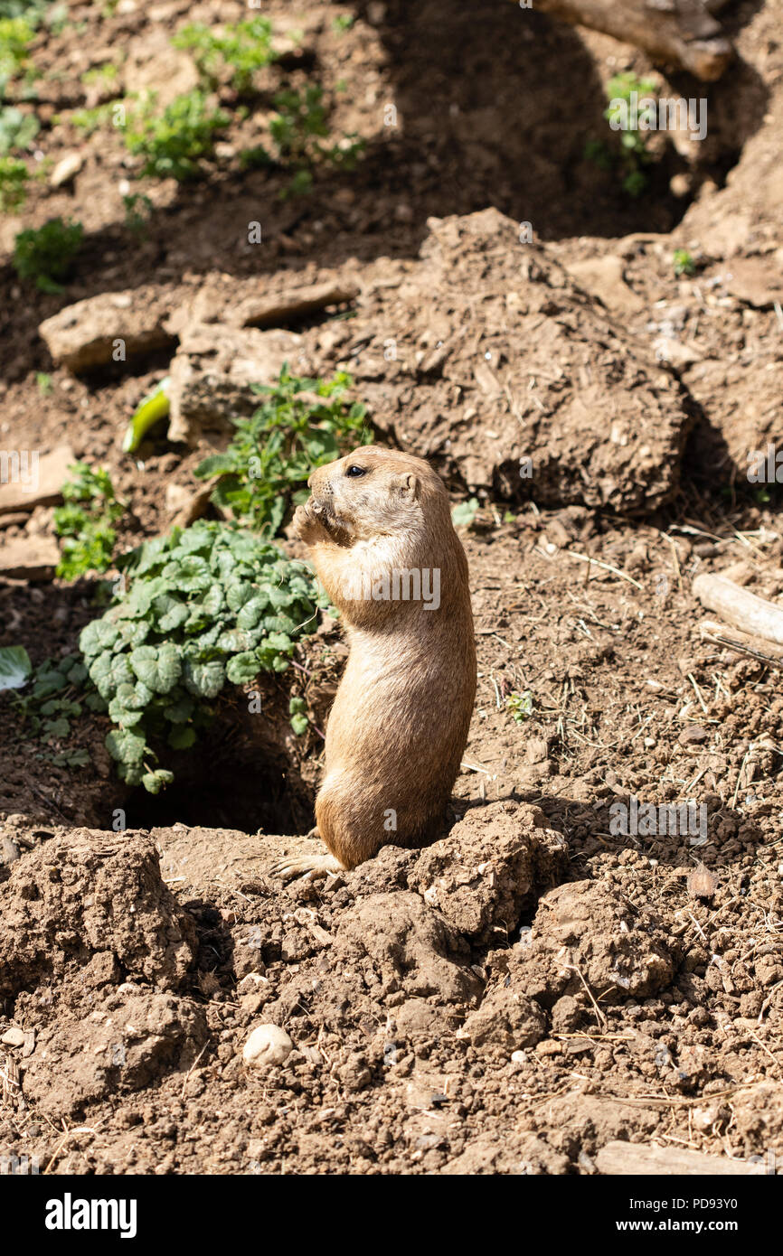 Prairie dog standing upright hi-res stock photography and images - Alamy
