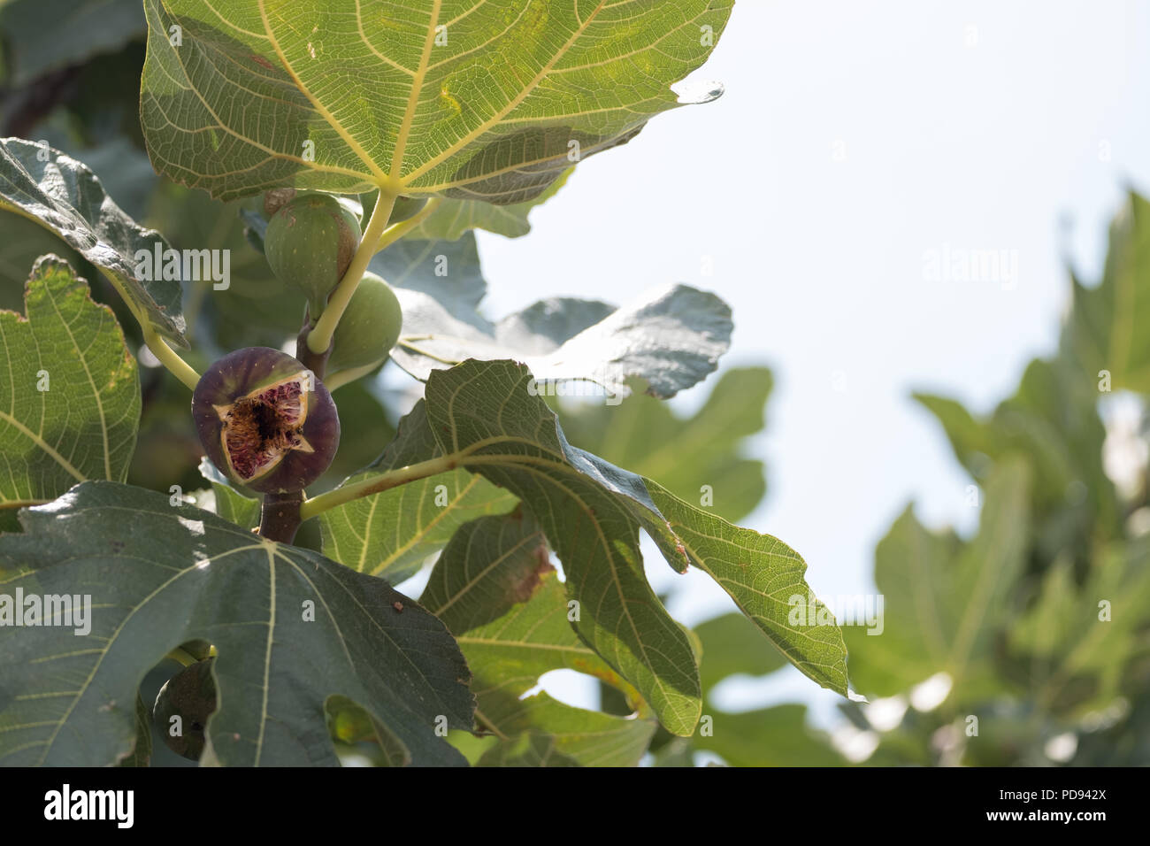 Desert fig tree hi-res stock photography and images - Alamy