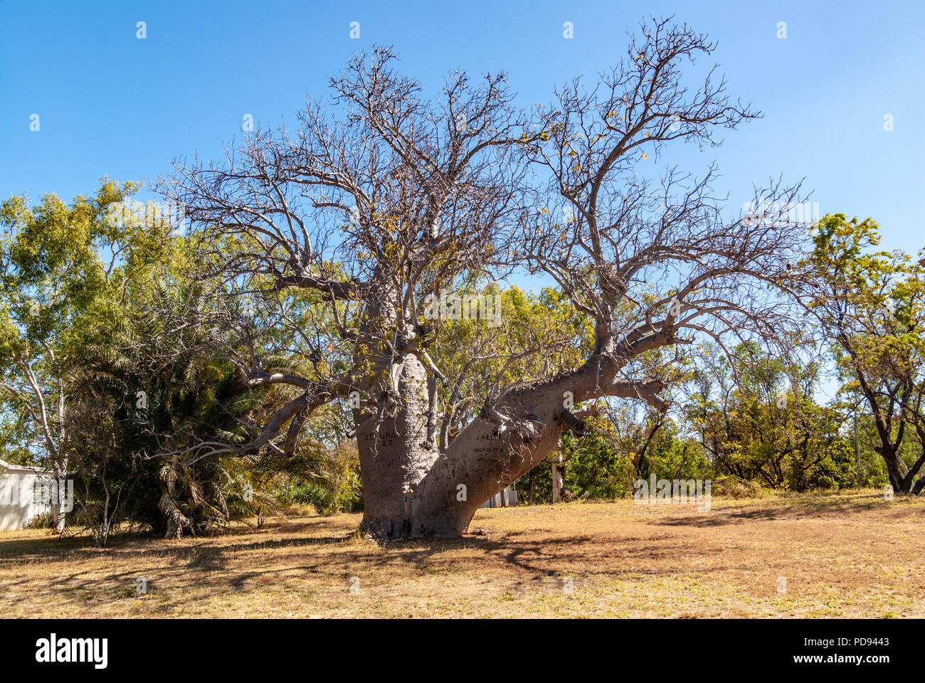 Mulga tree australia hi-res stock photography and images - Alamy
