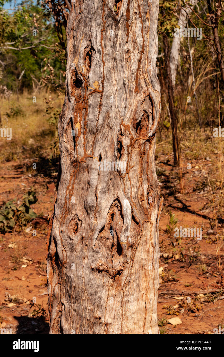 River red gum bark hi-res stock photography and images - Alamy