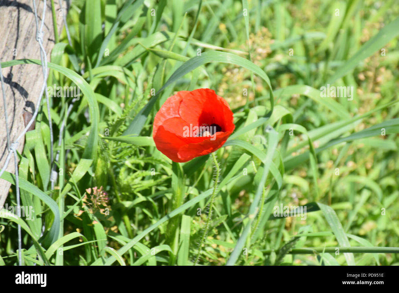 Red poppy flower Stock Photo - Alamy