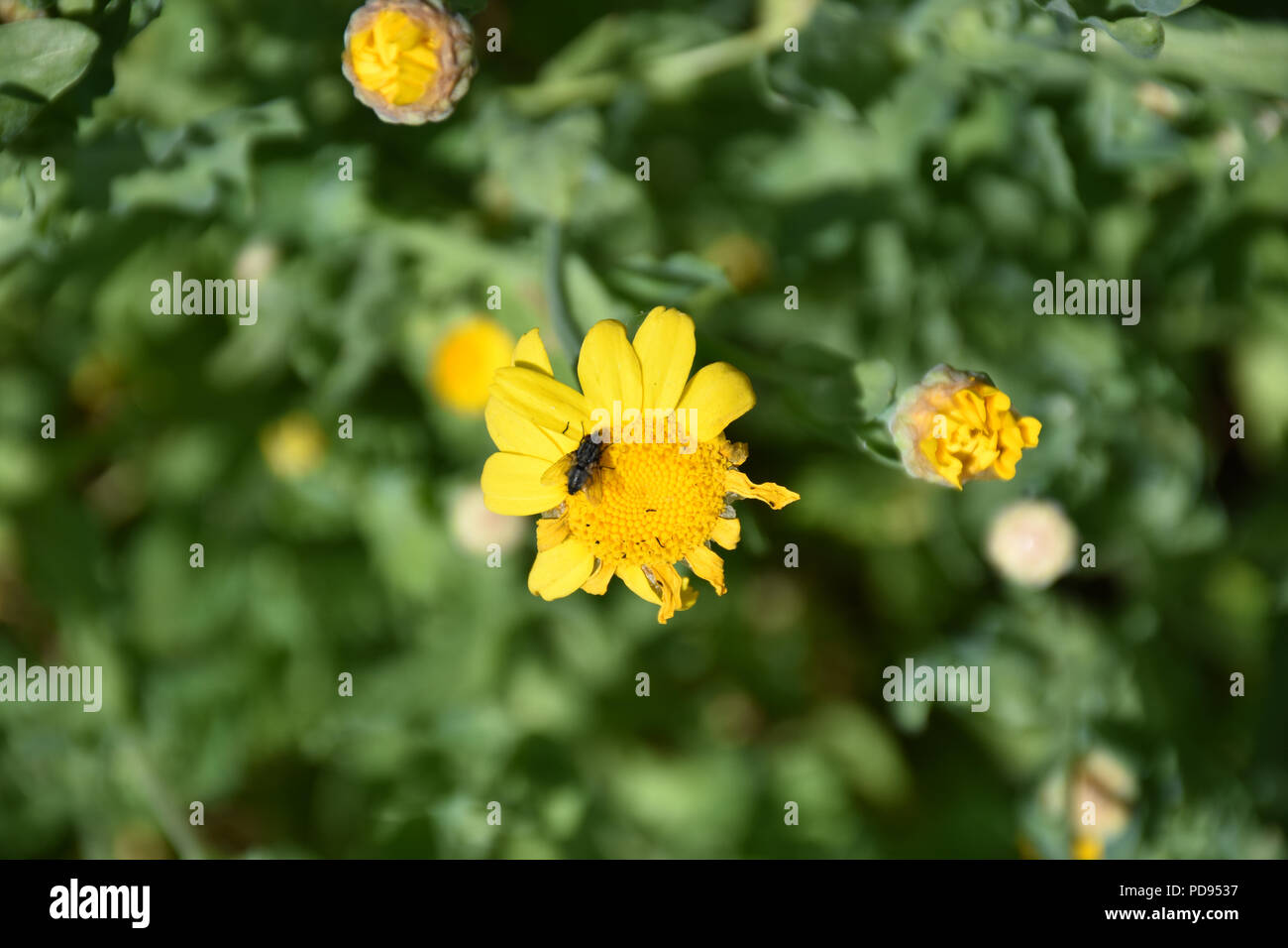 Yellow flowers with insect Stock Photo - Alamy