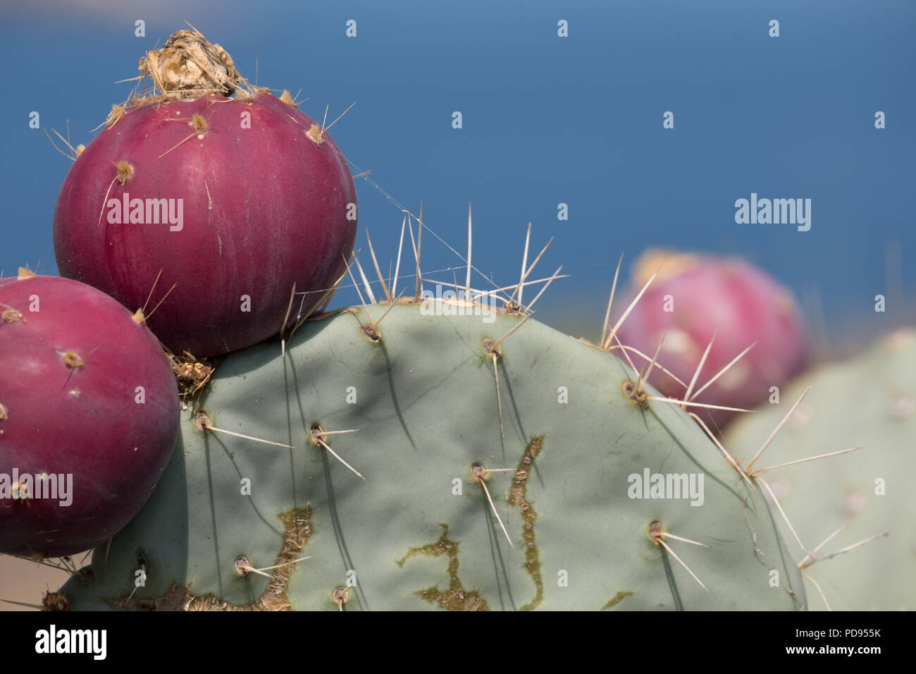 Exotic fruit thorns hi-res stock photography and images - Alamy