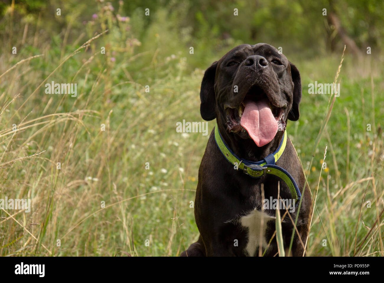 Cute Puppy Cane Corso Italiano in nature is sitting and smiling Stock ...